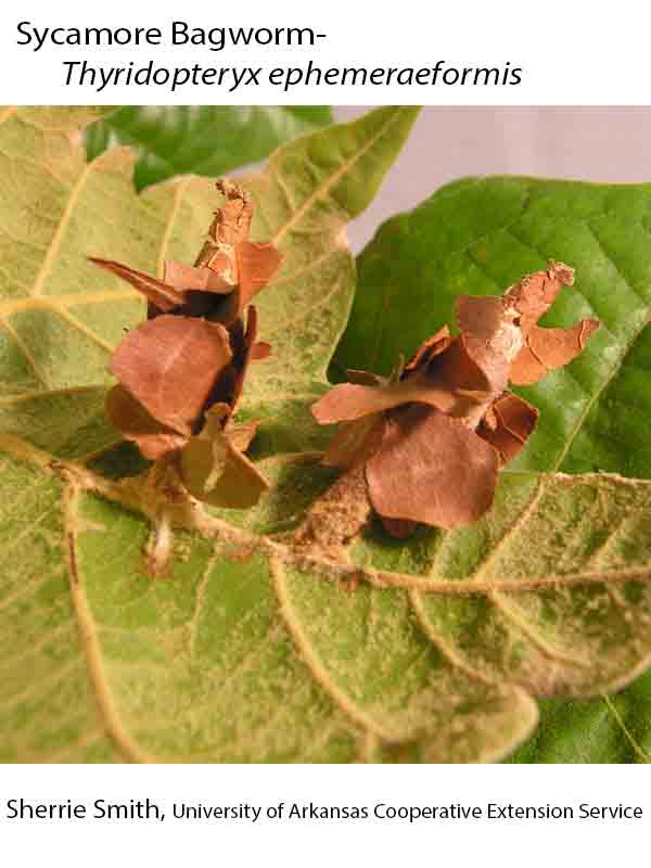Plant Disease Database