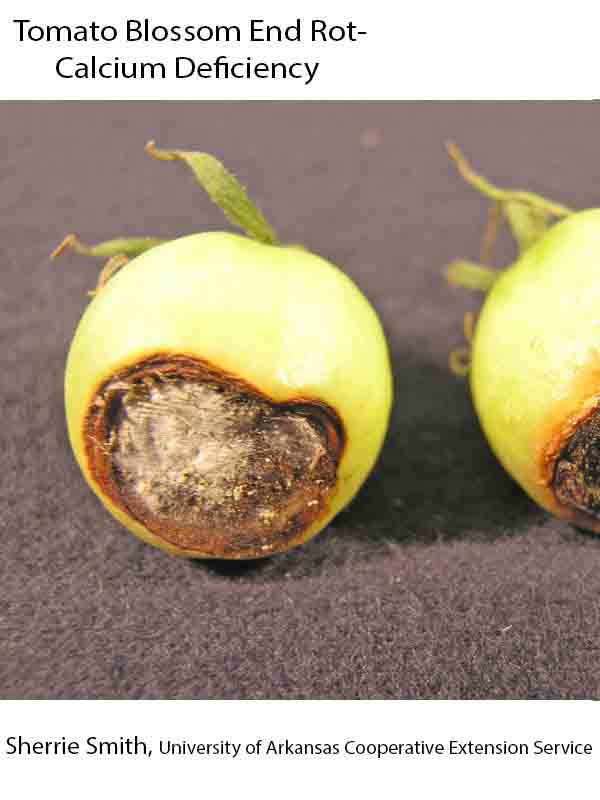 Plant Disease Database