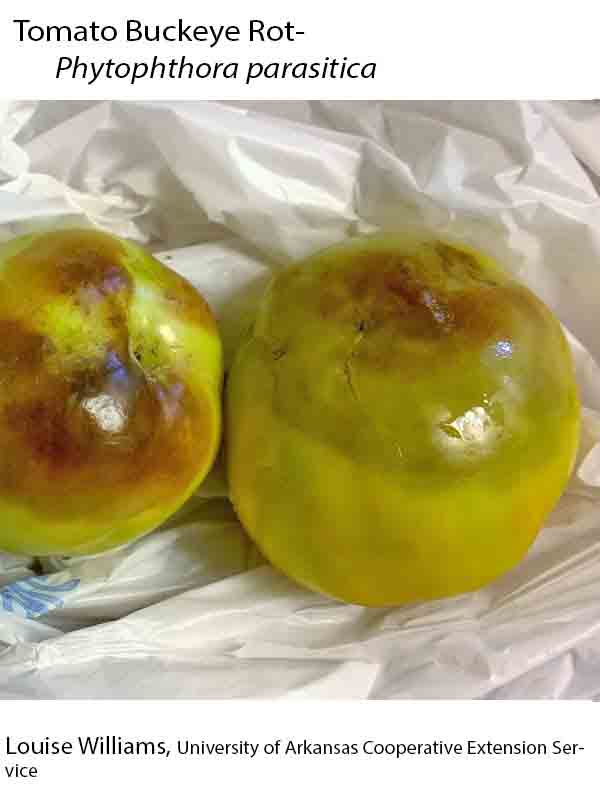 Plant Disease Database