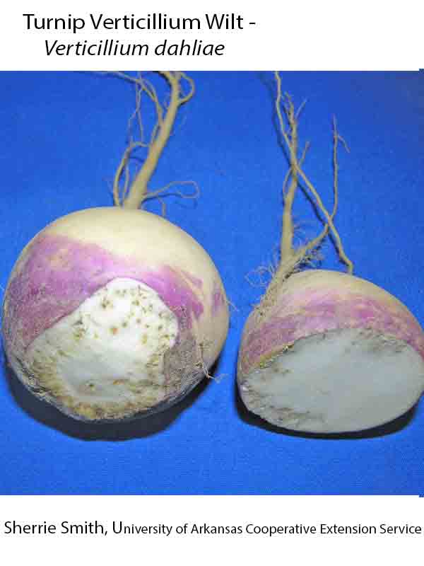Plant Disease Database