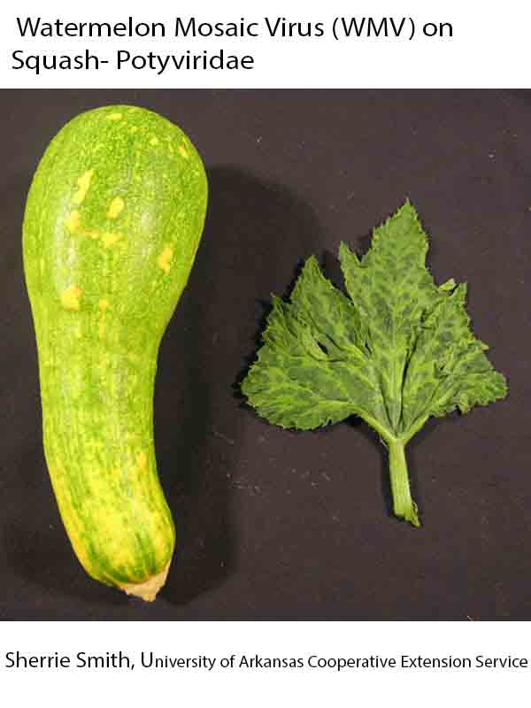 Plant Disease Database