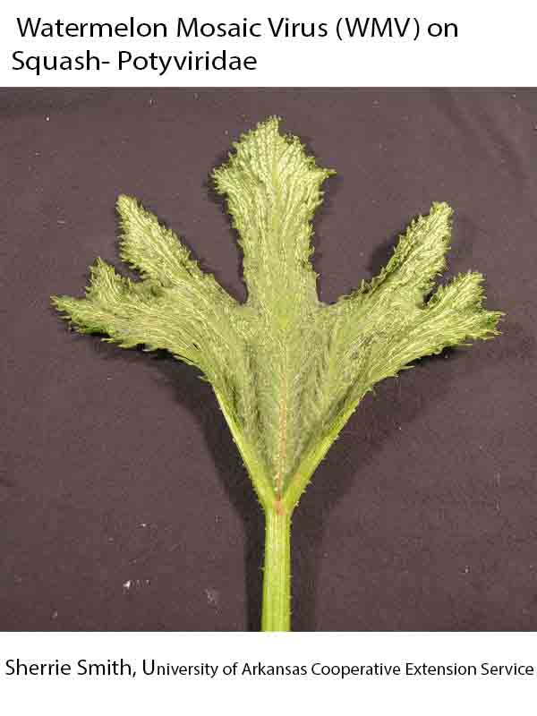 Plant Disease Database