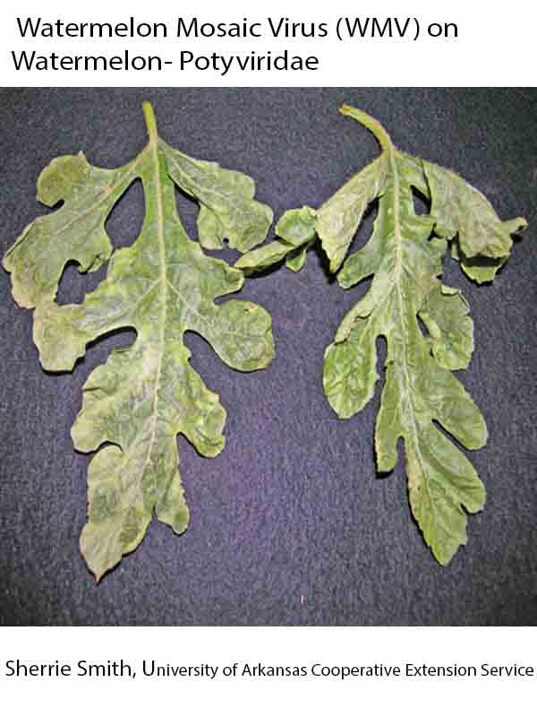 Plant Disease Database