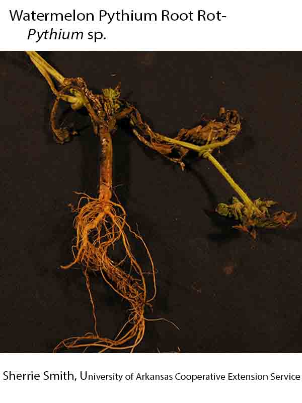 Plant Disease Database