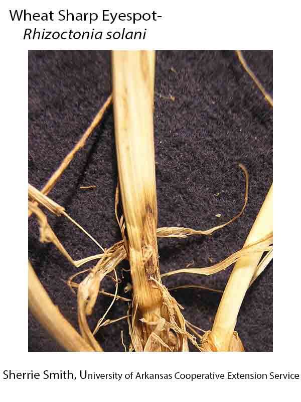 Plant Disease Database