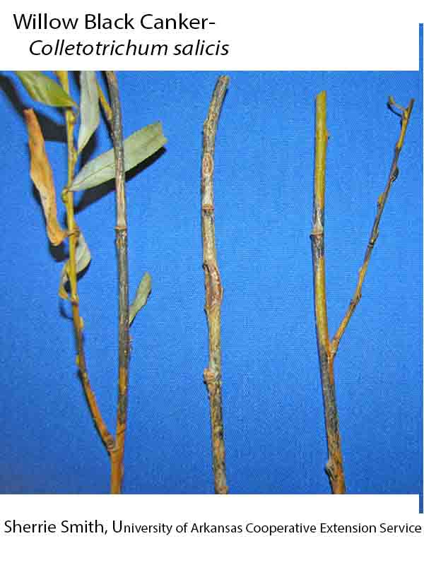 Plant Disease Database