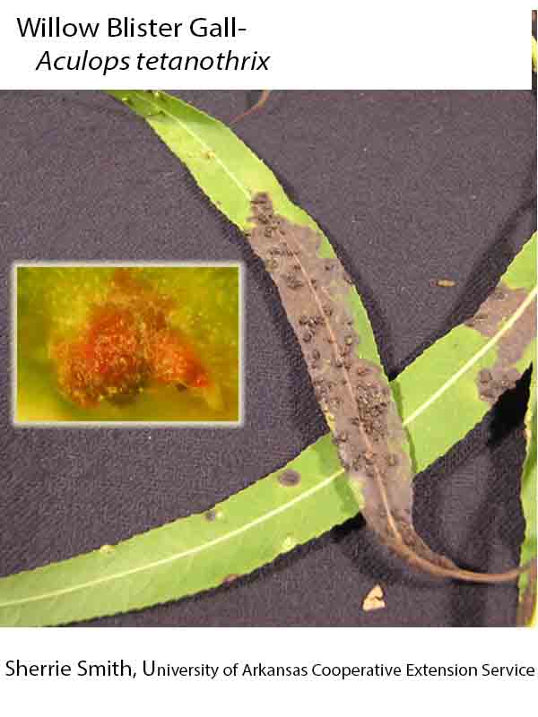 Plant Disease Database