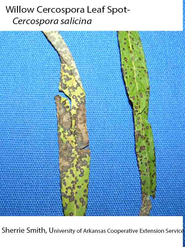 Plant Disease Database